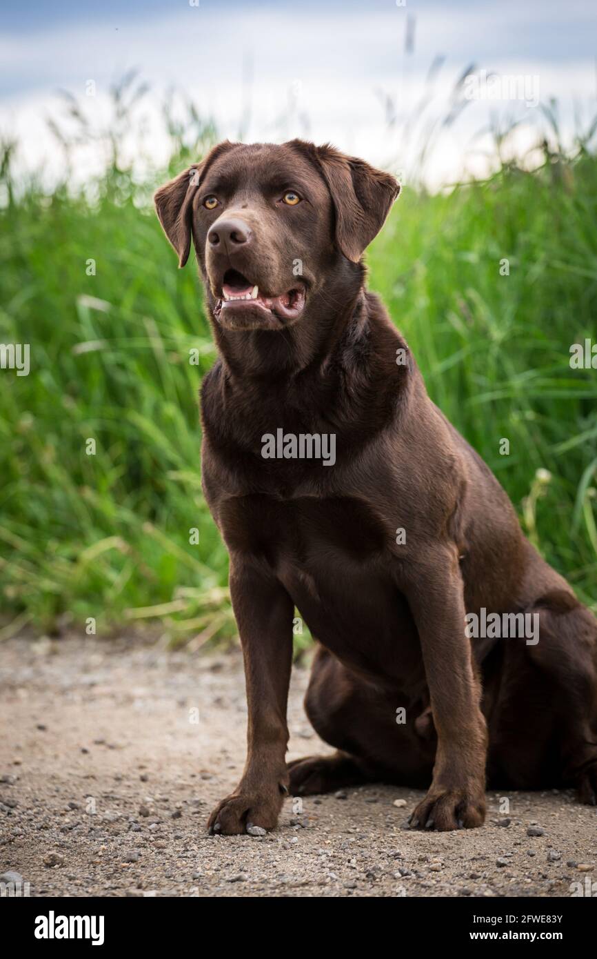 Labrador sitting outside hi-res stock photography and images - Alamy