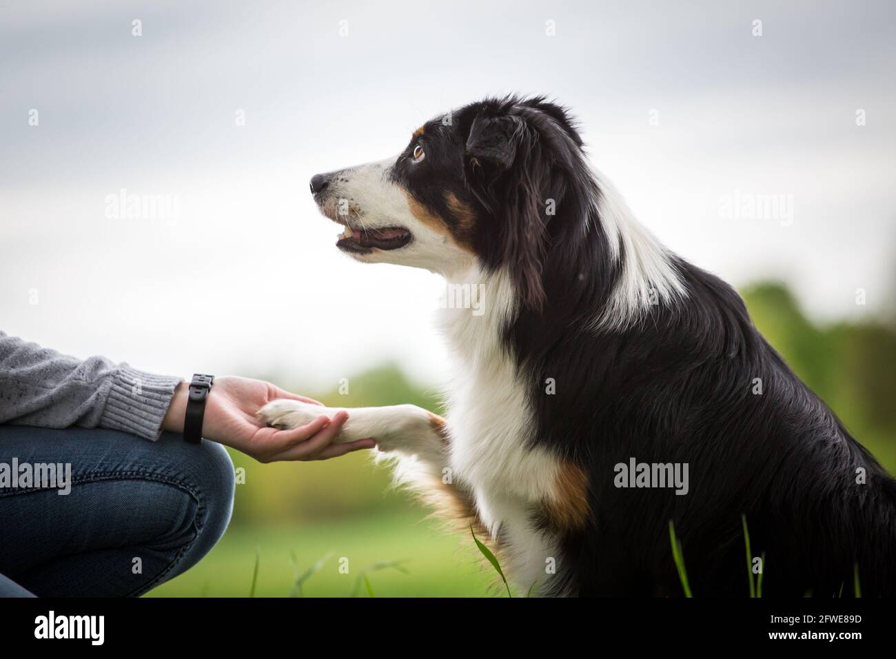 Dog giving the paw hi-res stock photography and images - Alamy