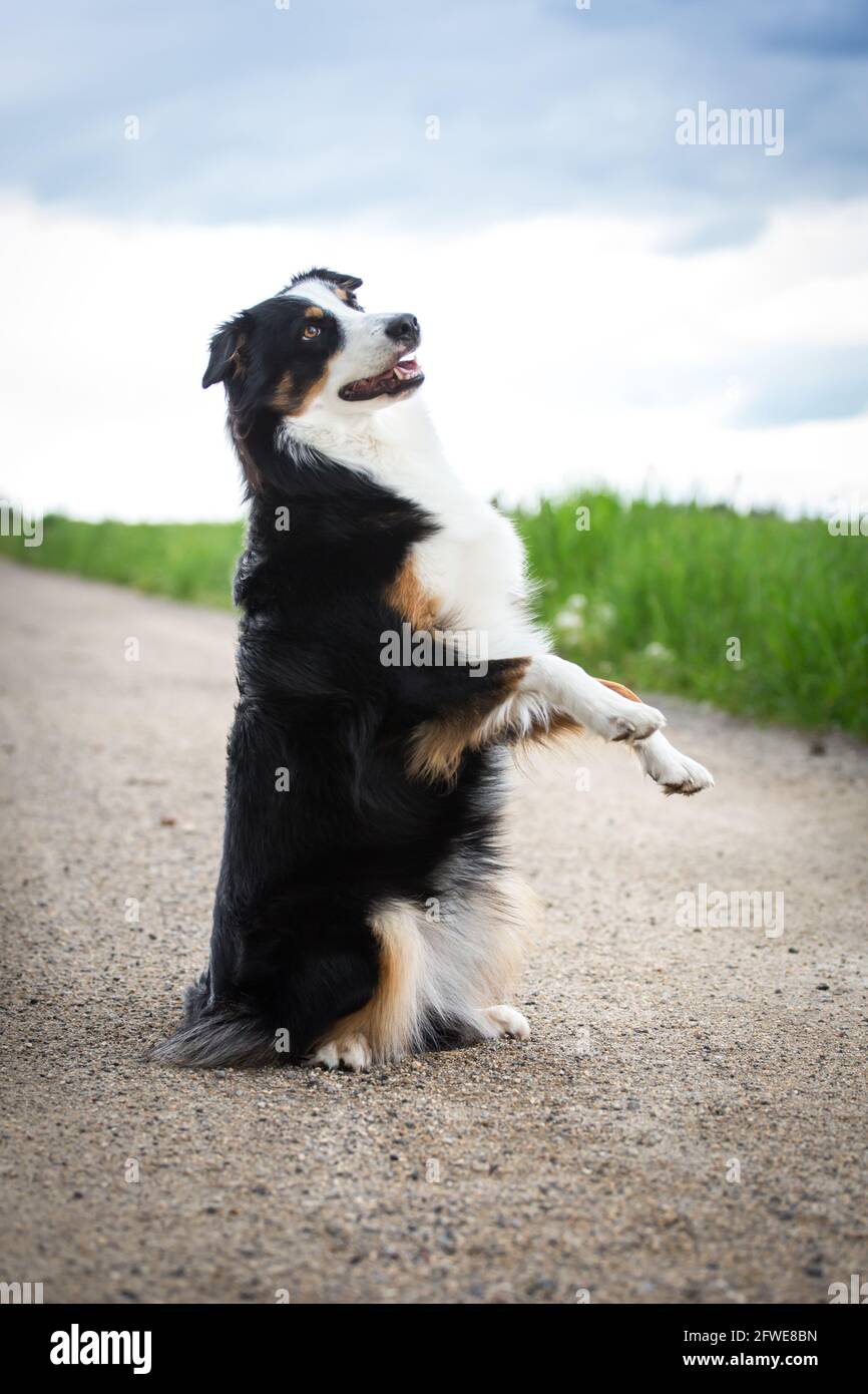 All his tricks hi-res stock photography and images - Alamy