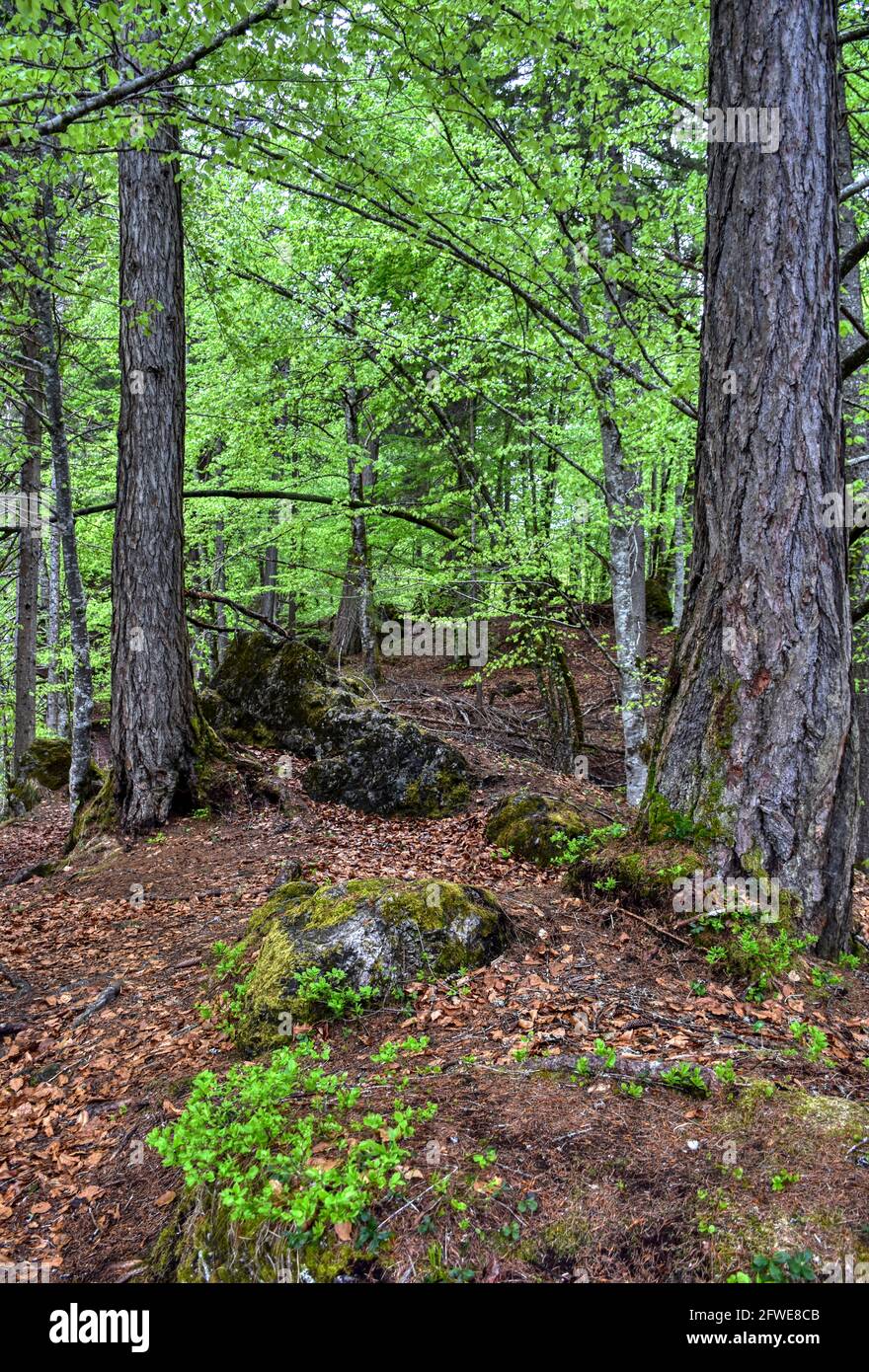 Laubbaum Wald High Resolution Stock Photography and Images - Alamy
