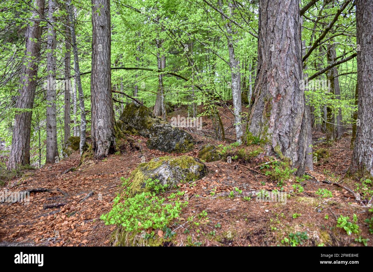 see, alter see, naturdenkmal, naturschutzgebiet, wasser, , lienz ...
