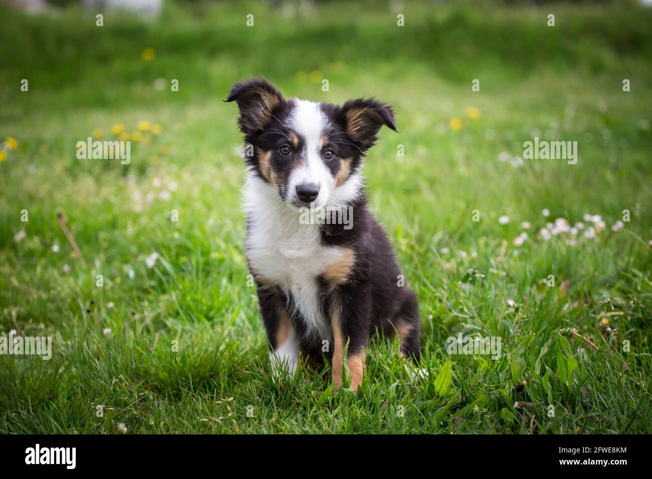 Border Collie puppy Stock Photo - Alamy