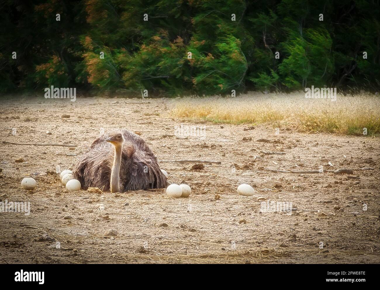 Emu eggs hi-res stock photography and images - Alamy