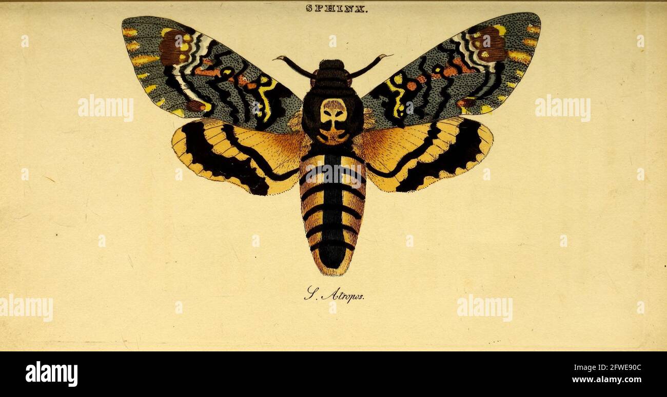 Vintage illustrations of beetles hi-res stock photography and images ...