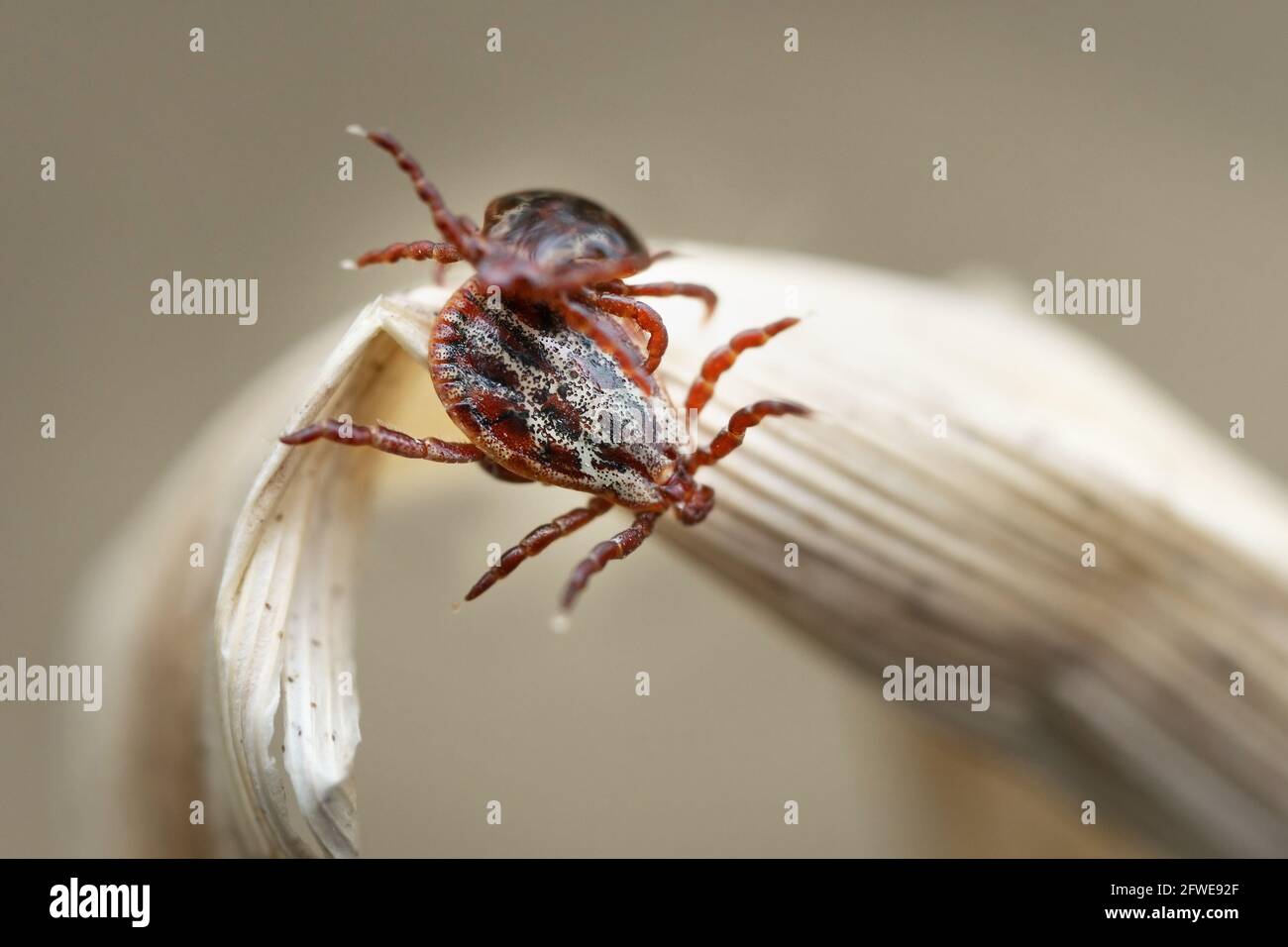Grass mites hi-res stock photography and images - Alamy