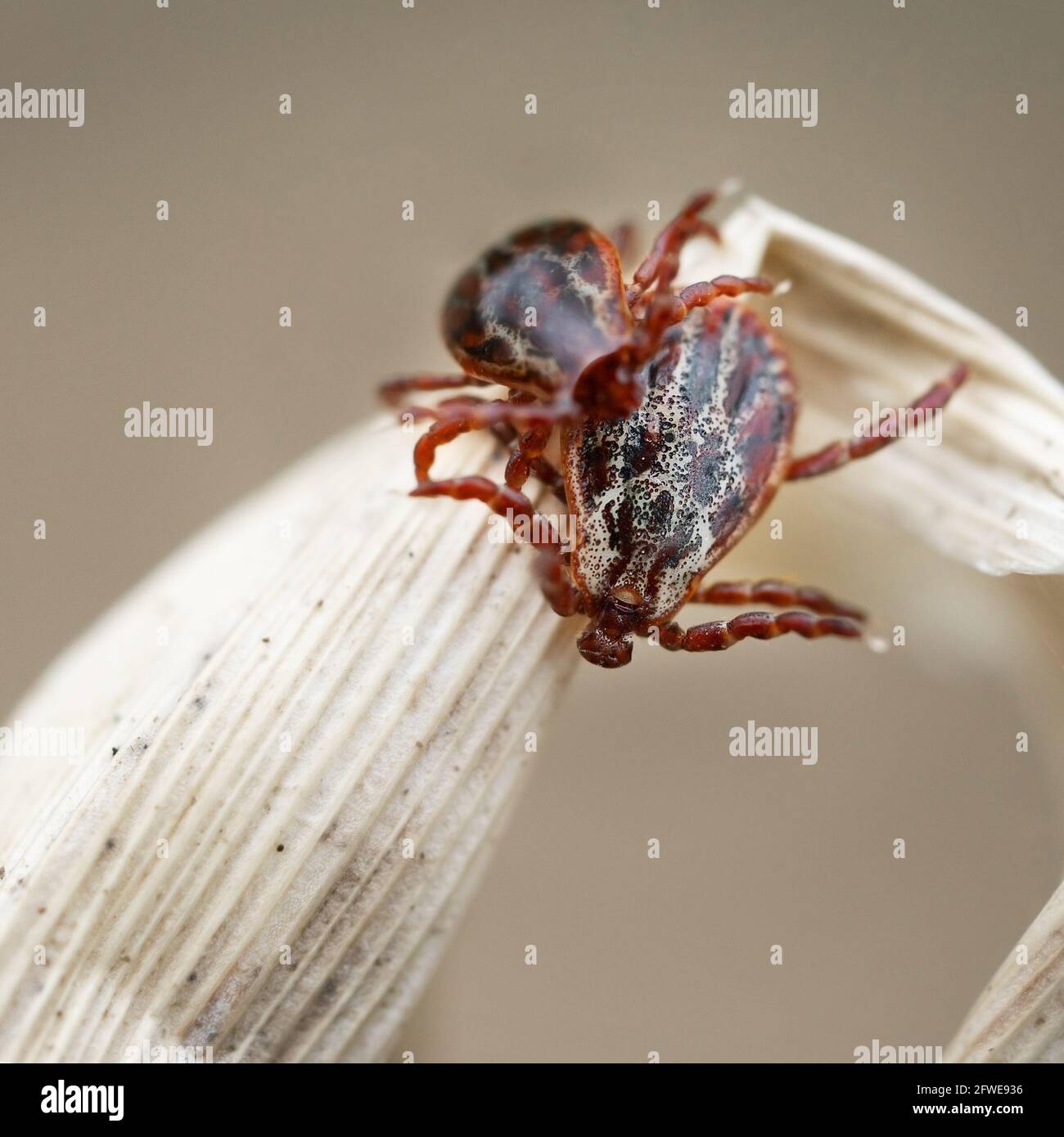 Grass mites hi-res stock photography and images - Alamy