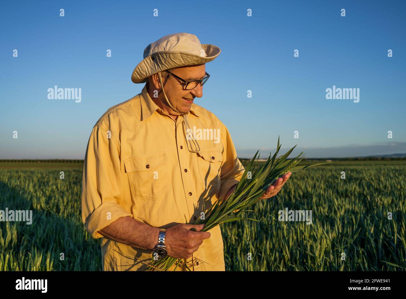 Senior farmer is examining his growing wheat field. He is happy because ...
