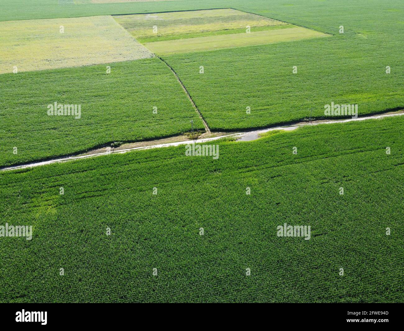 Extensive corn fields, top view. Green farm fields, landscape Stock ...