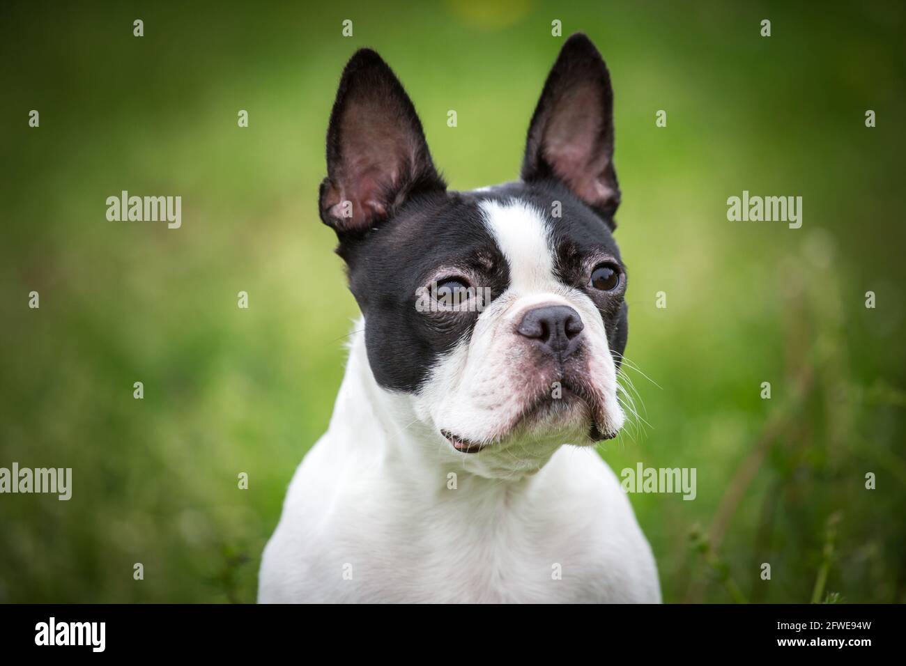 Head boston bulldog hi-res stock photography and images - Alamy