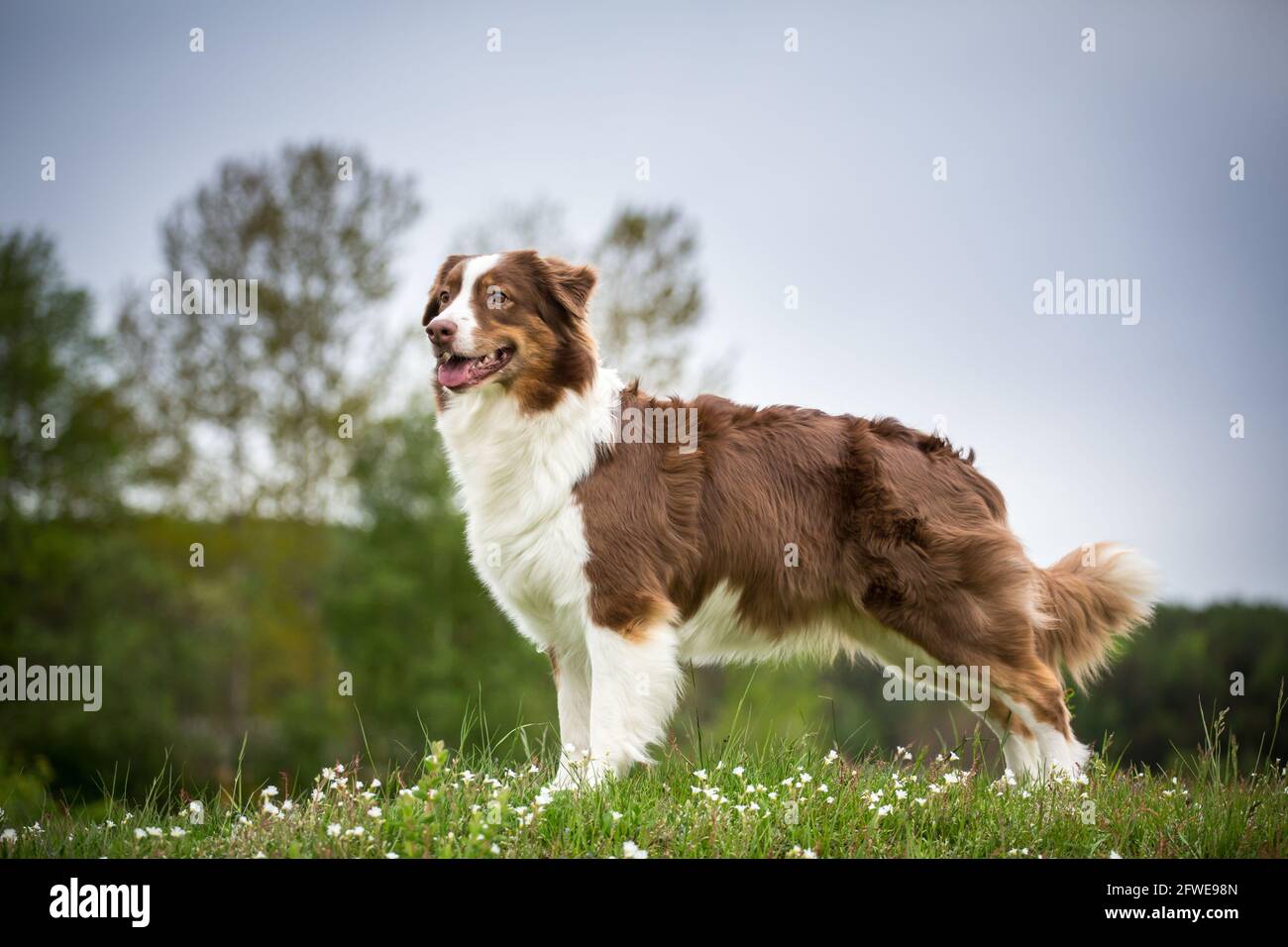 Aoire Australian Red Tri Red Tri Australian Shepherd Puppy Stock Photo