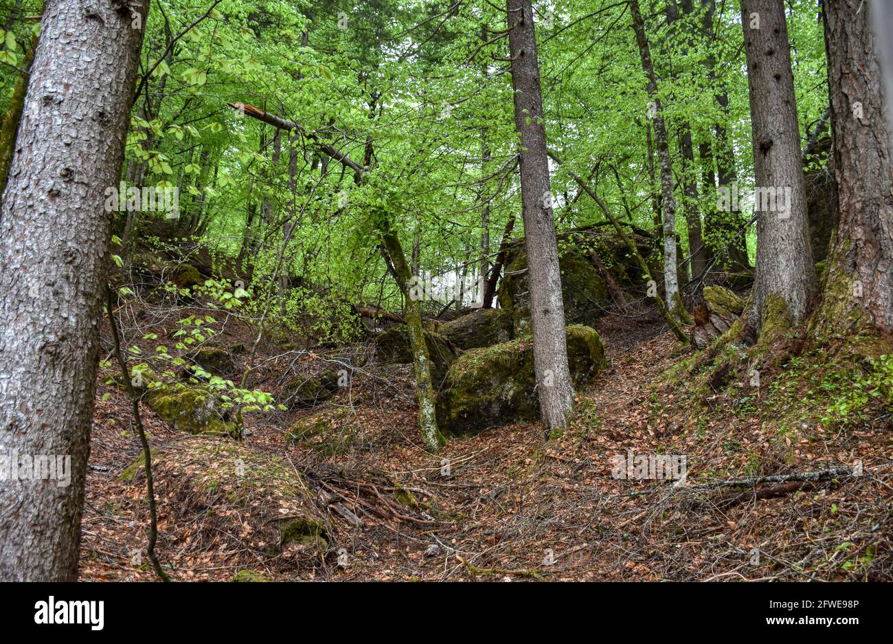 see, alter see, naturdenkmal, naturschutzgebiet, wasser, , lienz ...