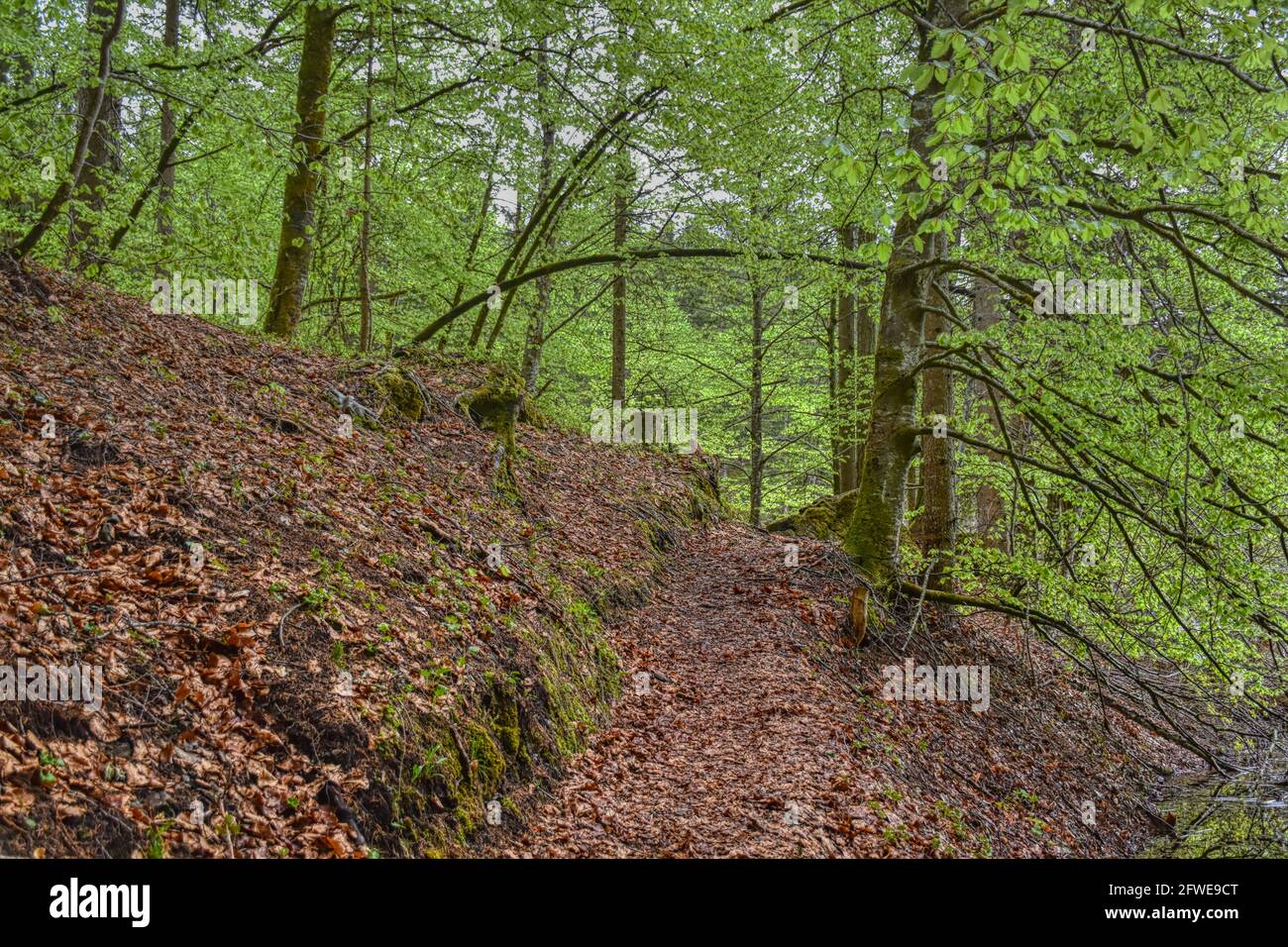 see, alter see, naturdenkmal, naturschutzgebiet, wasser, , lienz ...
