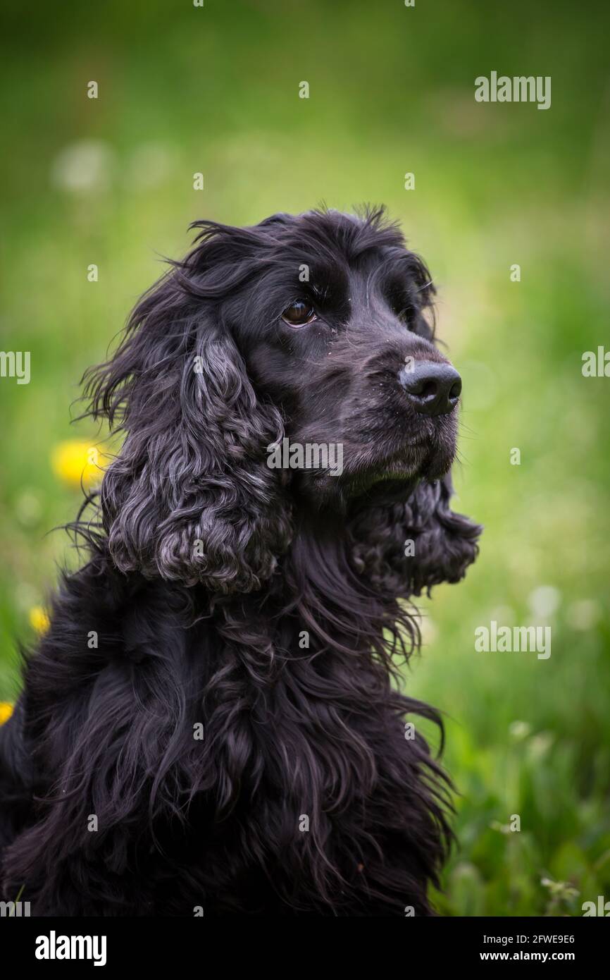 Black cocker spaniel hi-res stock photography and images - Alamy