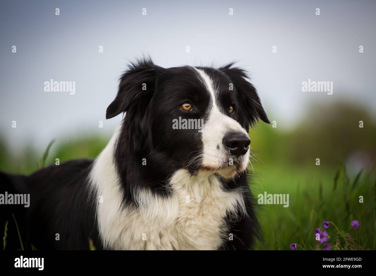 Border collie head hi-res stock photography and images - Alamy