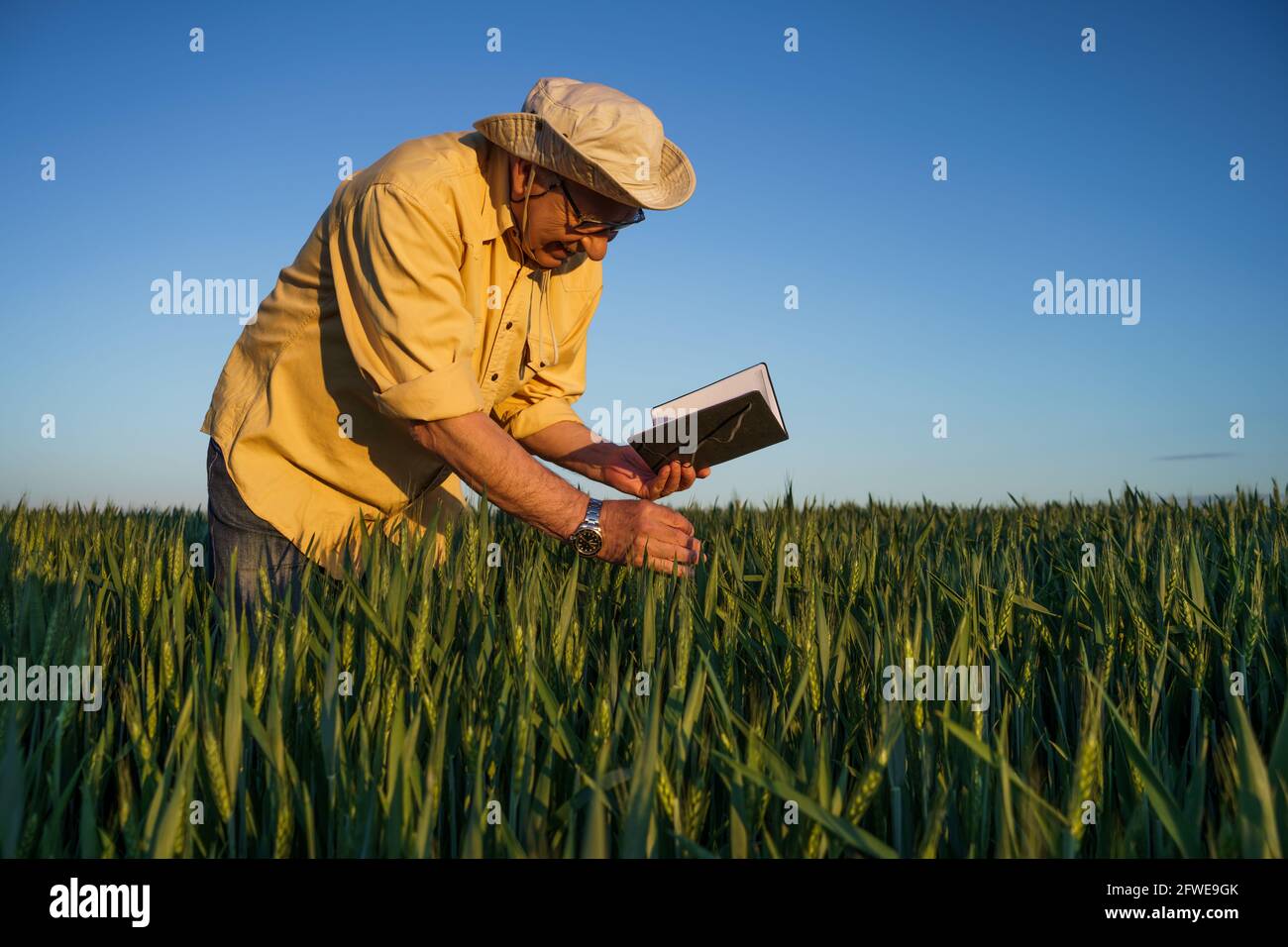 Sowing barley and wheat hi-res stock photography and images - Alamy