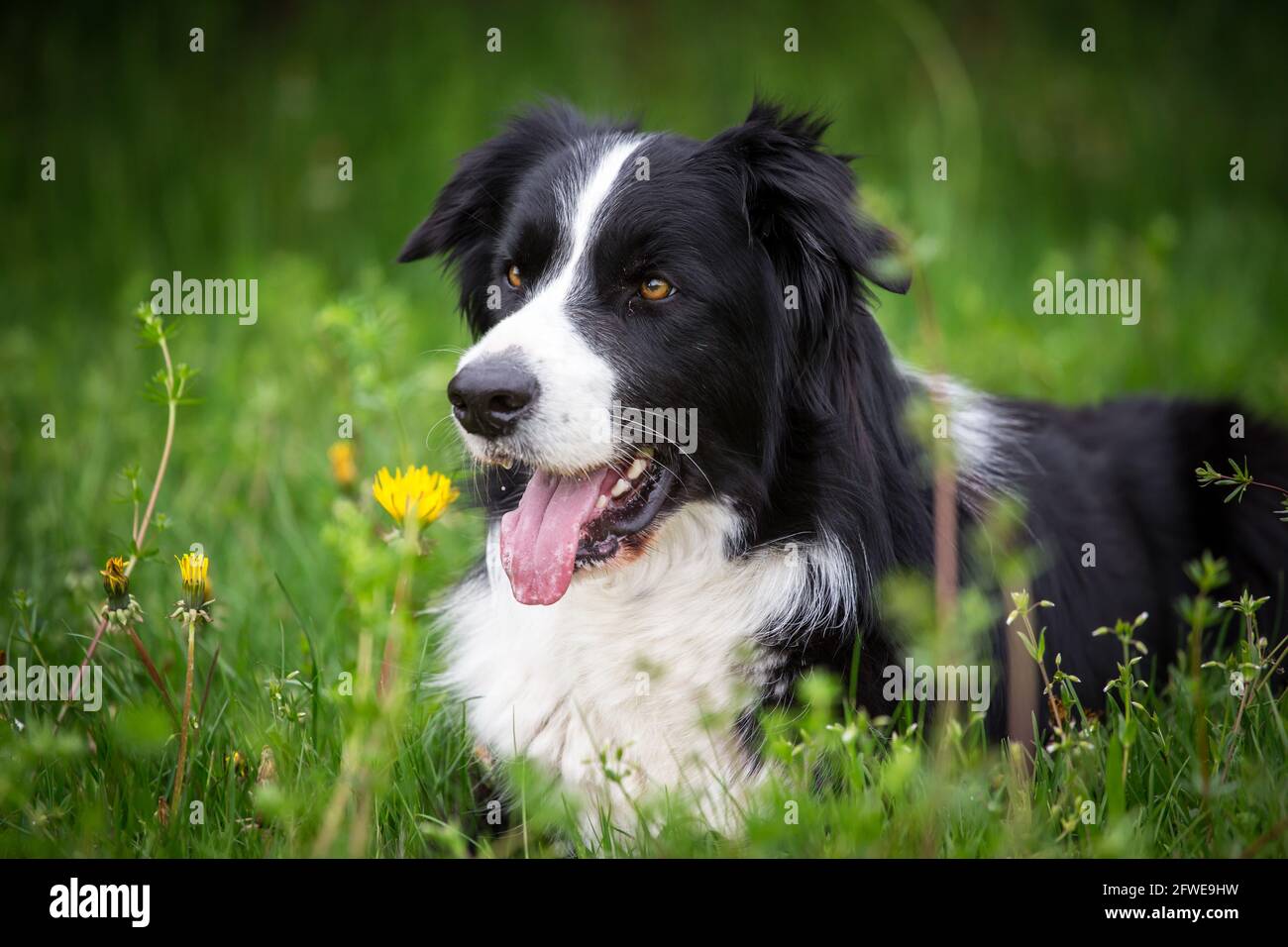Black white border collie hi-res stock photography and images - Alamy