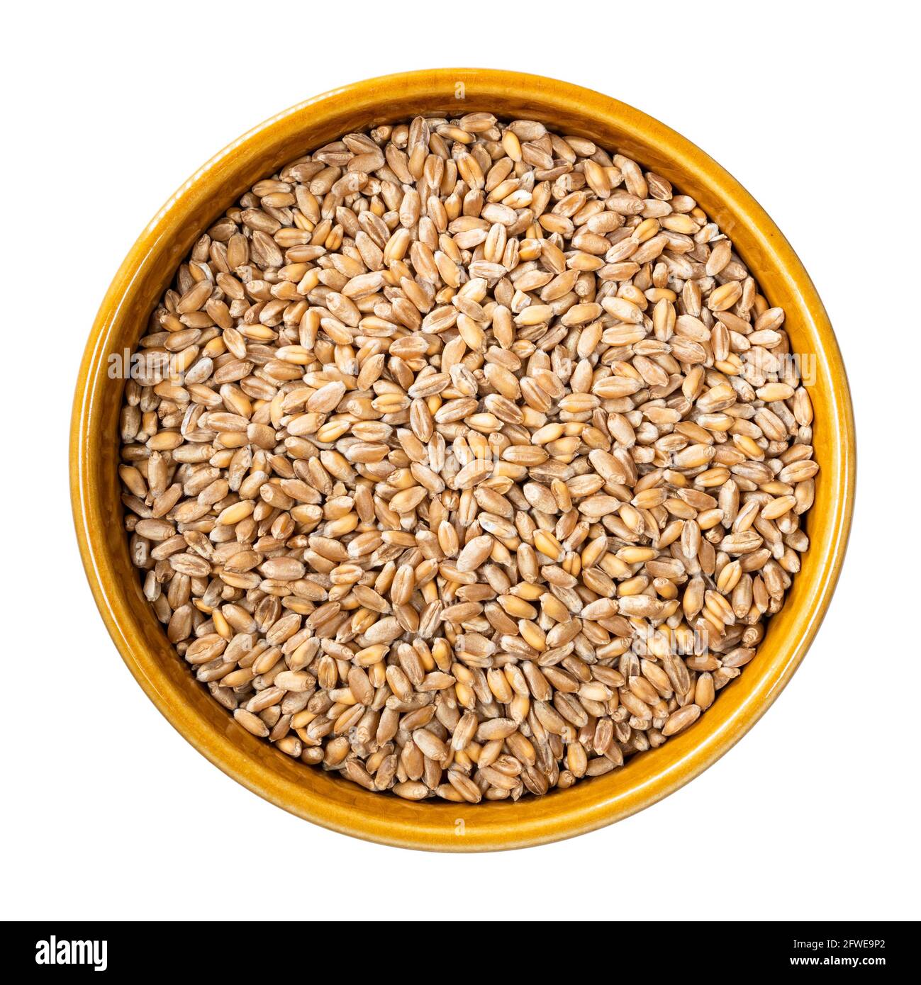 top view of wholegrain wheat grains in round bowl cutout on white ...