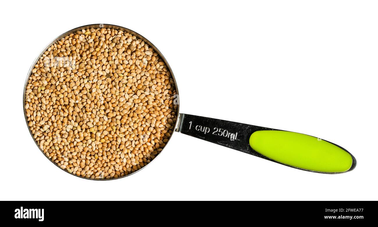 top view of unhulled yellow proso millet seeds in measuring cup cutout ...