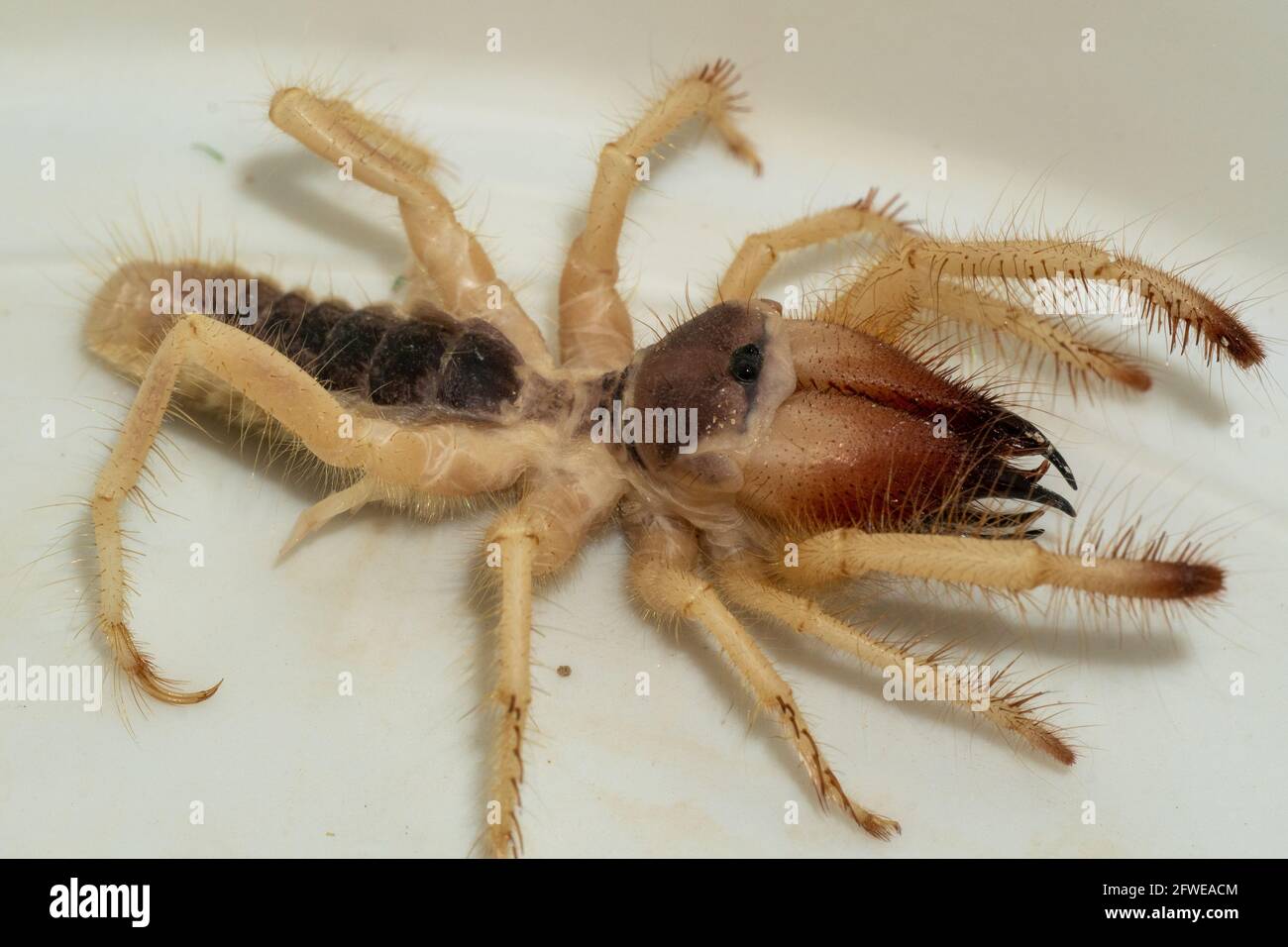 Egyptian giant solpugids (Galeodes Arabs), wind scorpion or camel ...