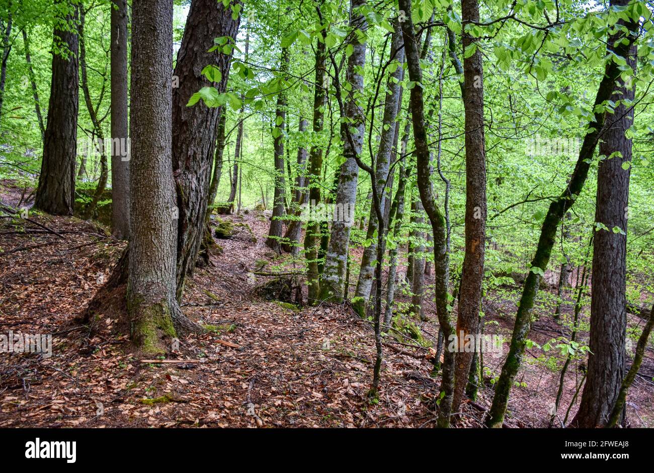 Laubbaum wald hi-res stock photography and images - Alamy