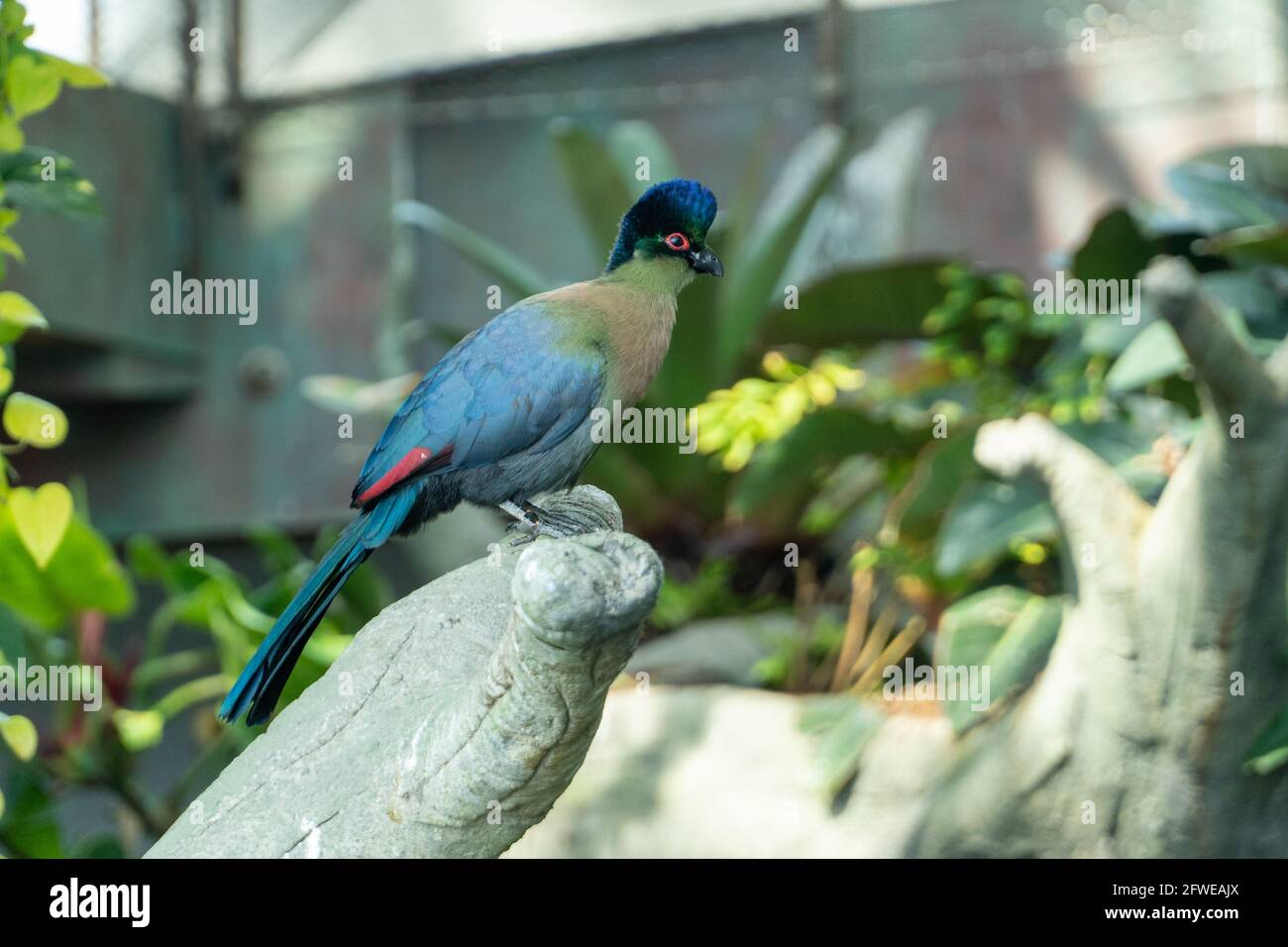 Purple crested lourie hi-res stock photography and images - Alamy