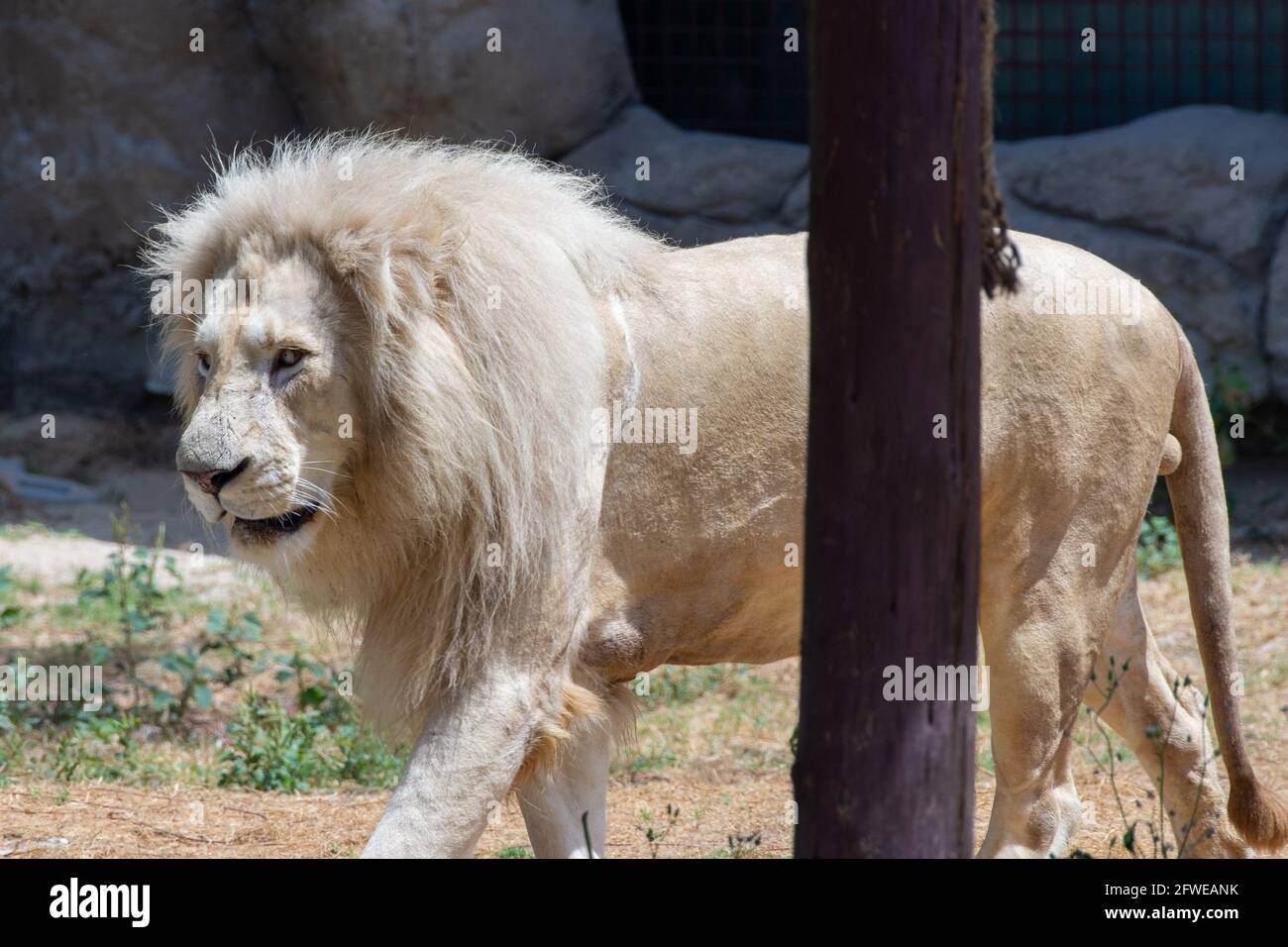 White Lion In Africa