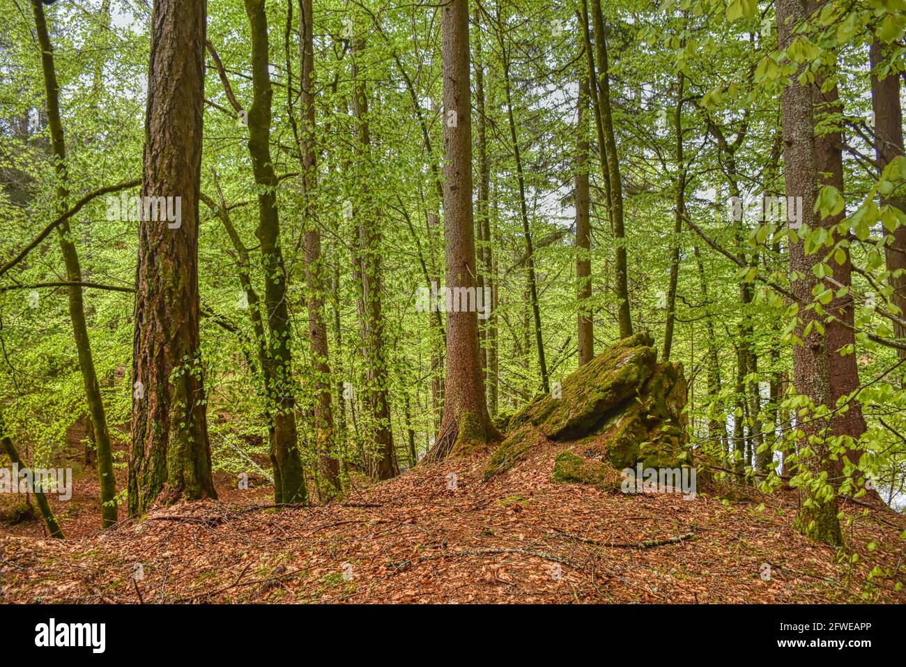 see, alter see, naturdenkmal, naturschutzgebiet, wasser, , lienz ...