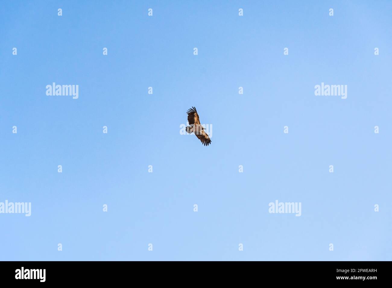 Griffon vulture spinning on the sky above Rocca del Crasto mountain ...