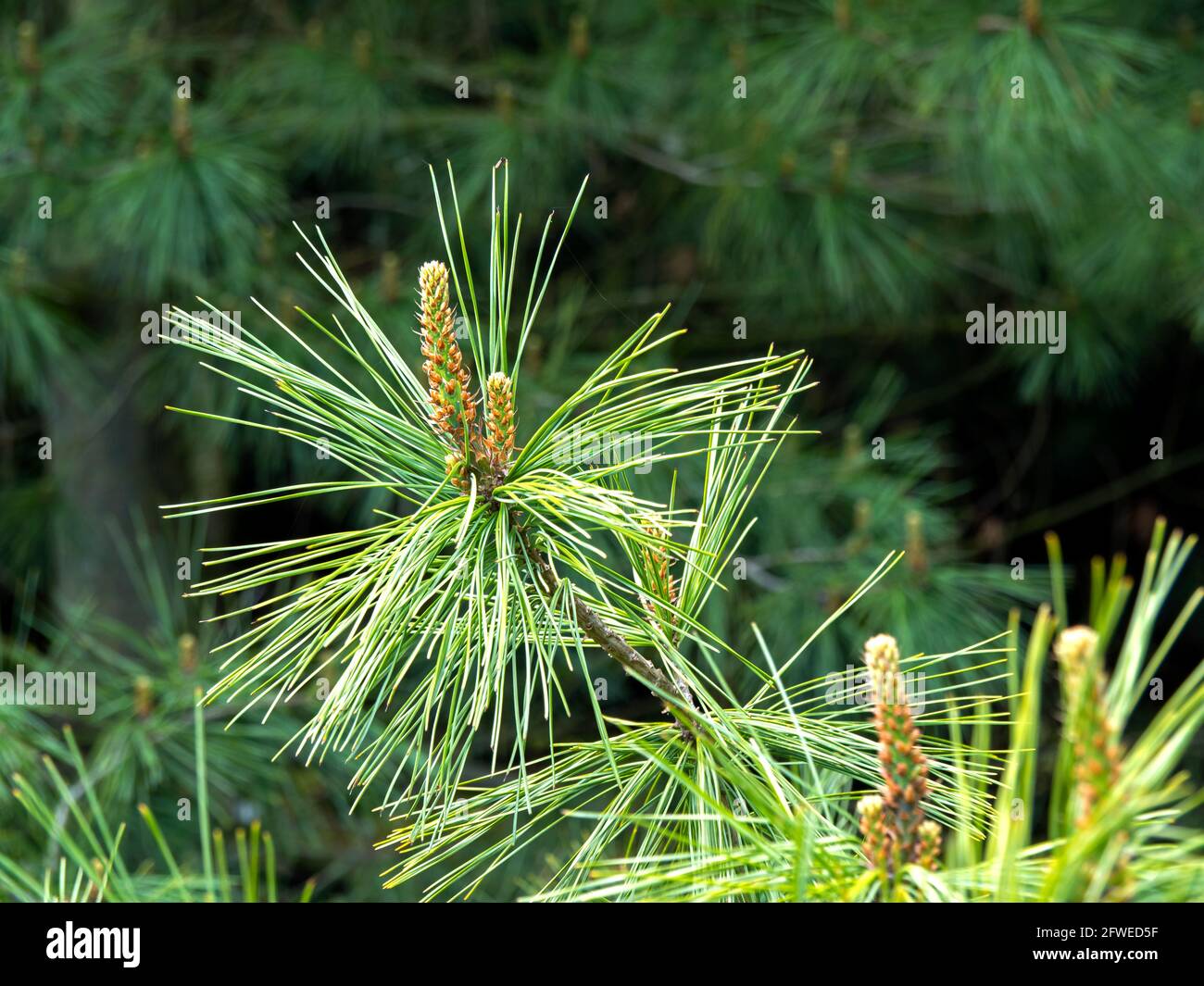 Pine tree flowers hi-res stock photography and images - Alamy