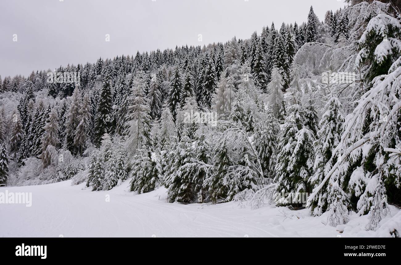a big snowfall on the forest in the mountains Stock Photo - Alamy