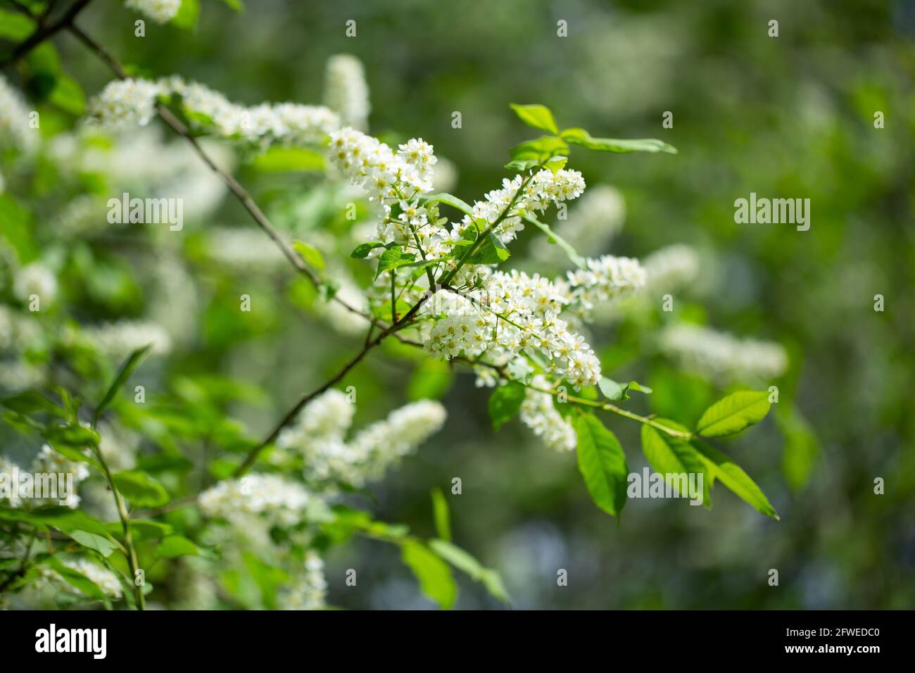 Large shrub branches blooming during the spring time Stock Photo - Alamy