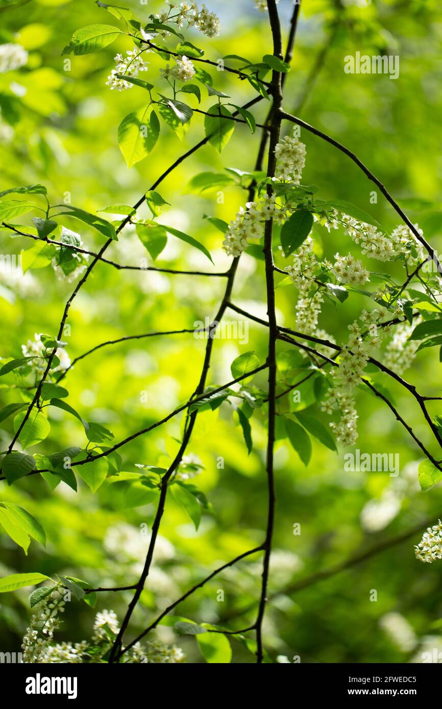Large shrub branches blooming during the spring time Stock Photo - Alamy