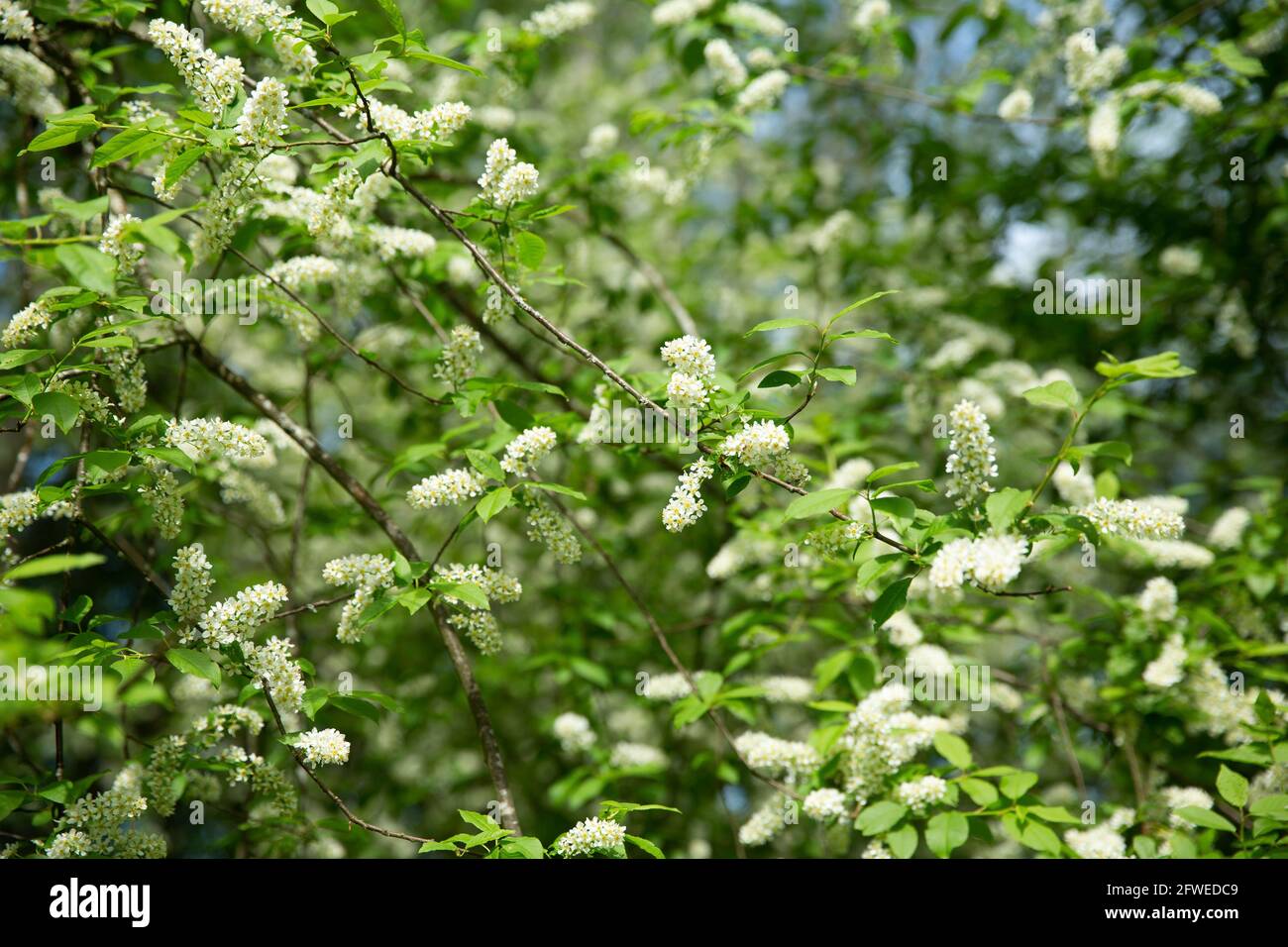 Large shrub branches blooming during the spring time Stock Photo - Alamy