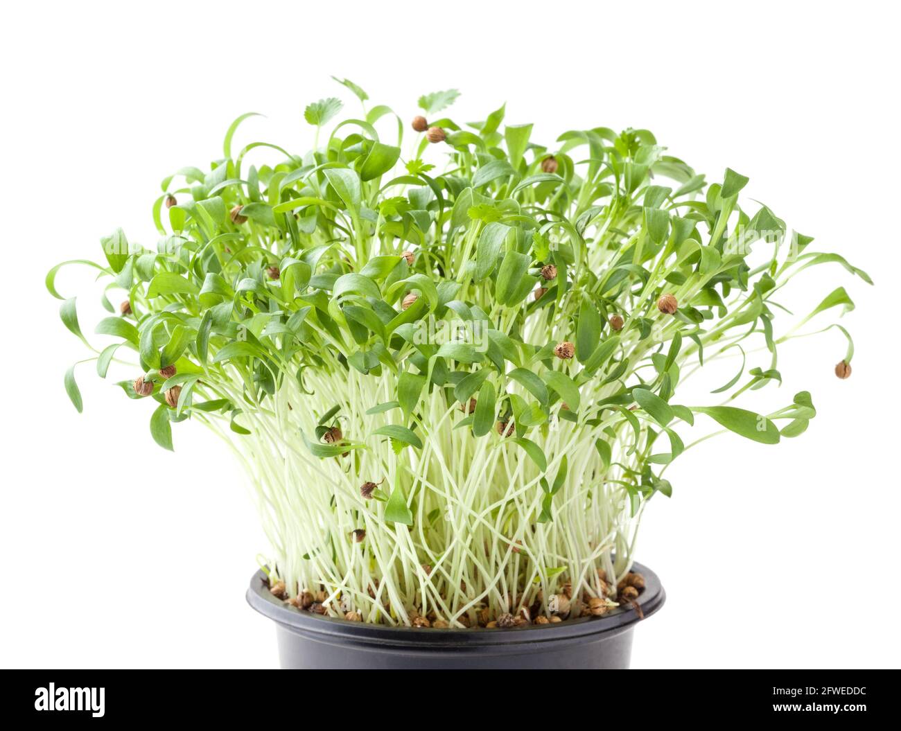 Growing micro greens cilantro sprouts isolated on white background ...