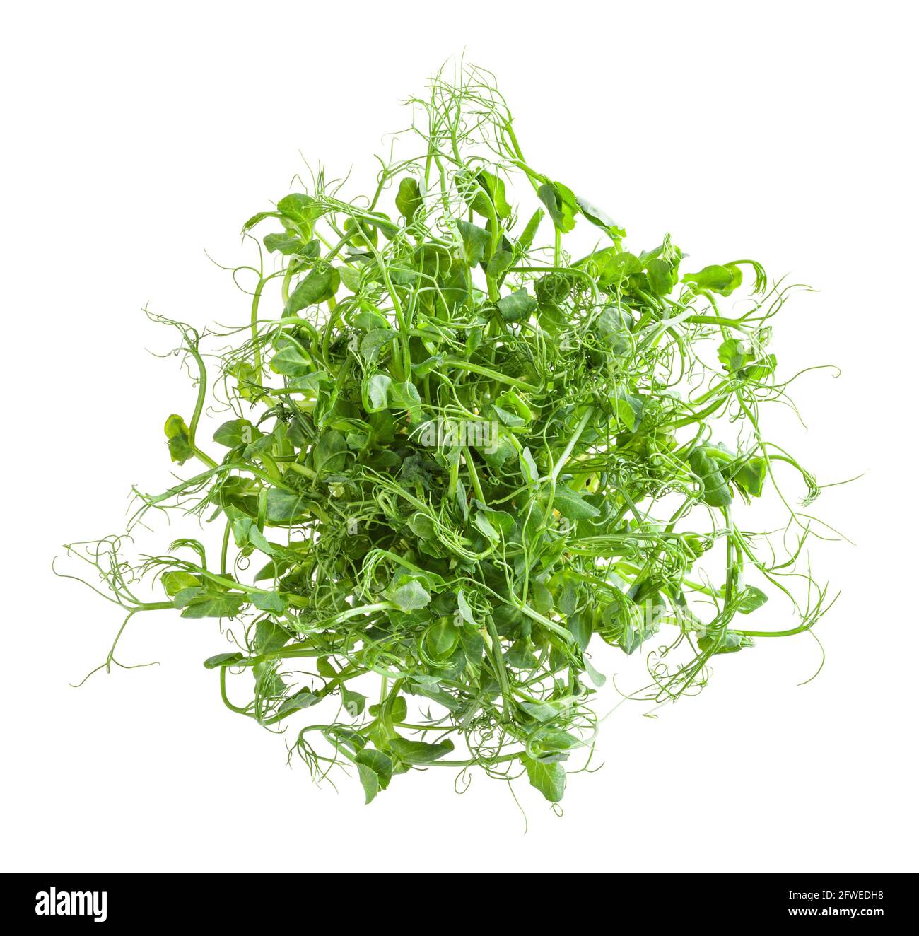 Raw sprouts microgreens on Cut Out Stock Images & Pictures - Alamy