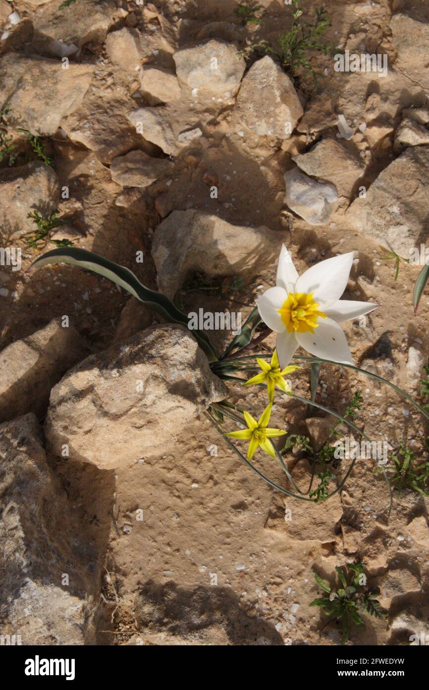Tulipa Biflora, the Two-Flowered Tulip, from the Liliacea family it is ...