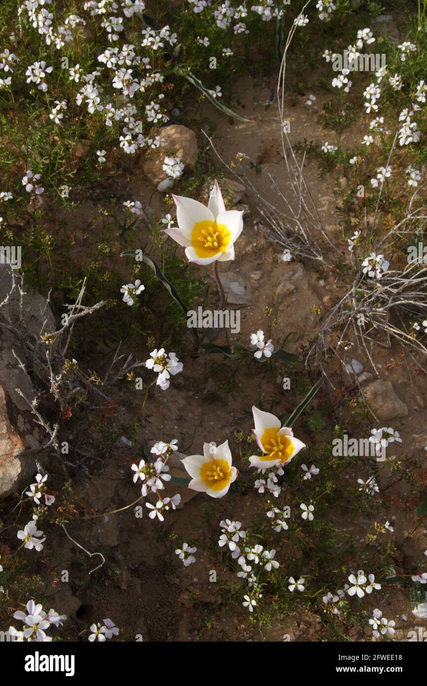Tulipa Biflora, a Two-Flowered Tulip, from the Liliacea family it is a ...