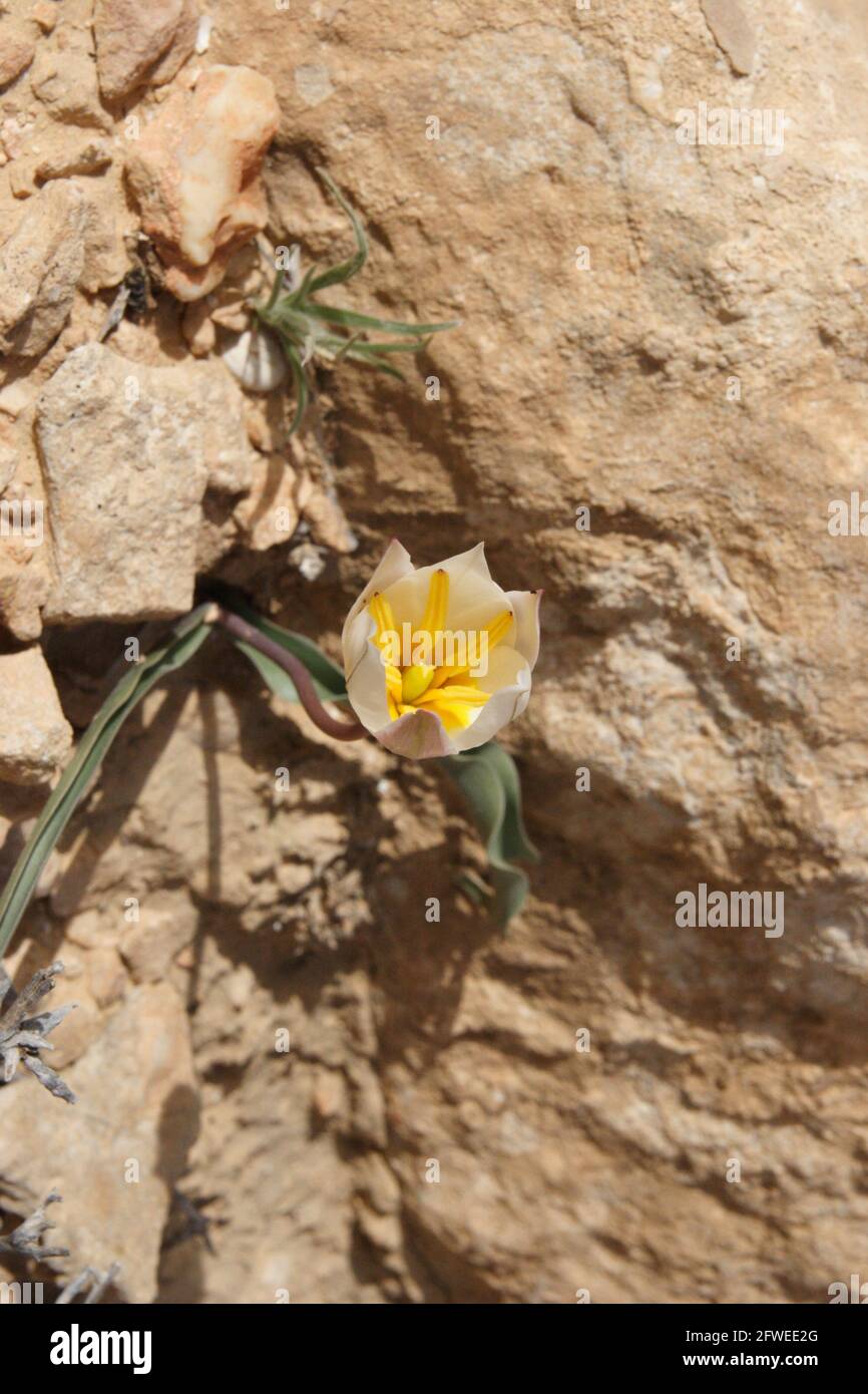 Tulipa Biflora, the Two-Flowered Tulip, from the Liliacea family, it is ...