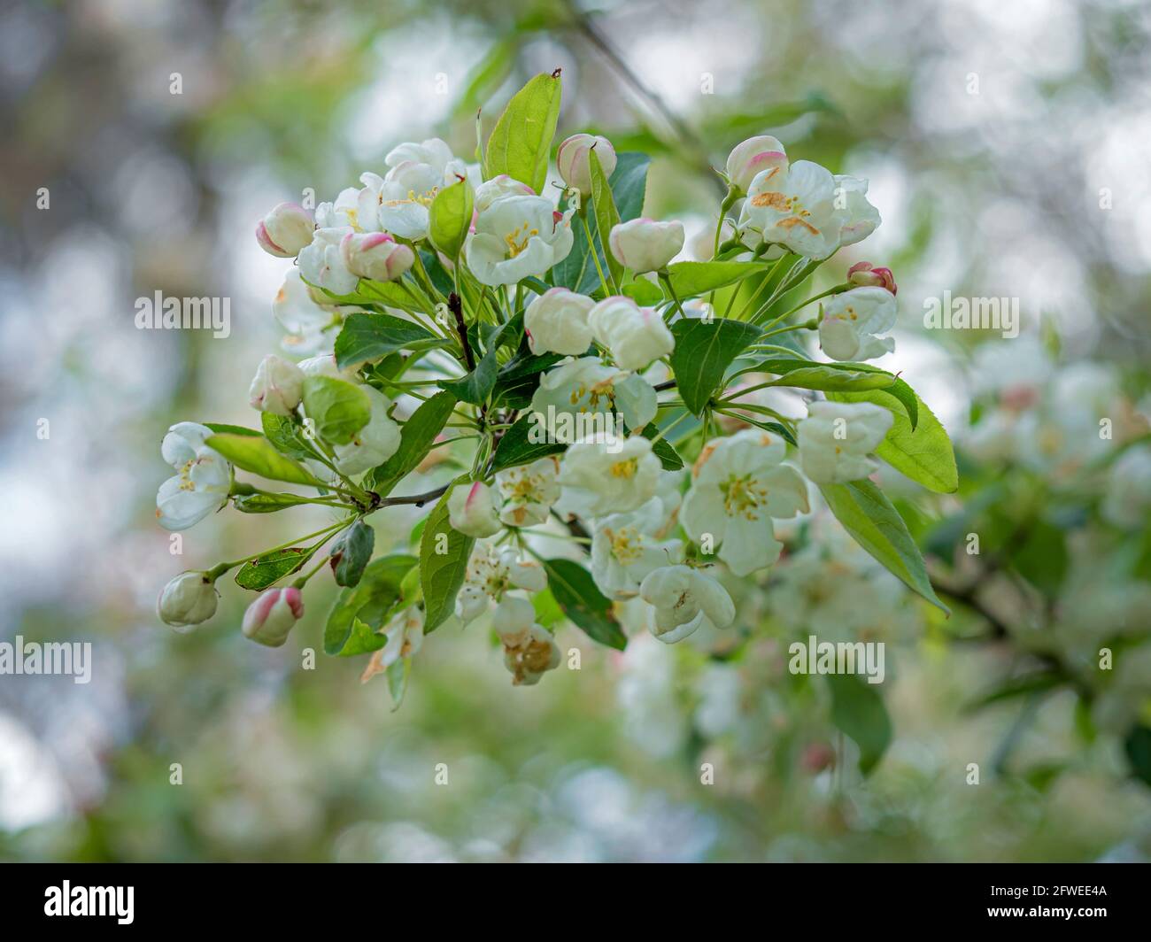 Pretty white blossom on a crab apple tree Stock Photo - Alamy