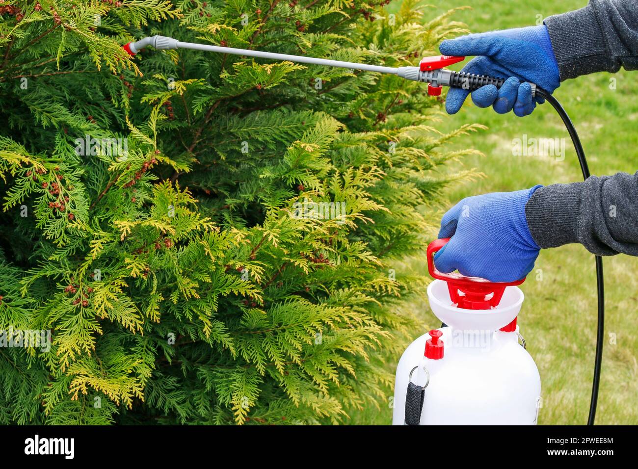 Spraying plants in the garden. Garden hobby Stock Photo - Alamy