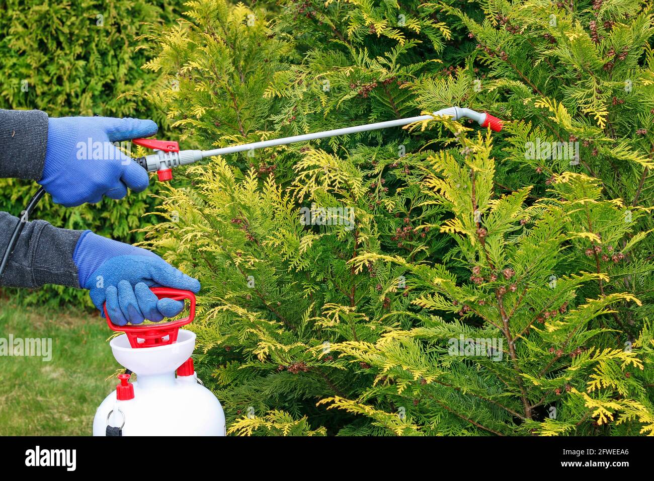 Worm spray hi-res stock photography and images - Alamy