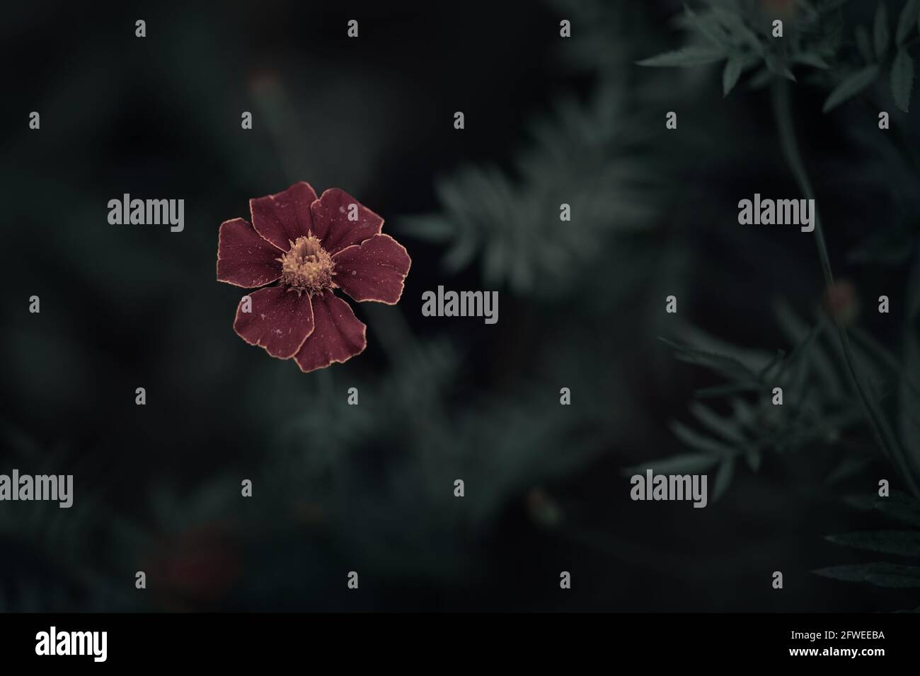 Red moody flowers in dark background Stock Photo - Alamy