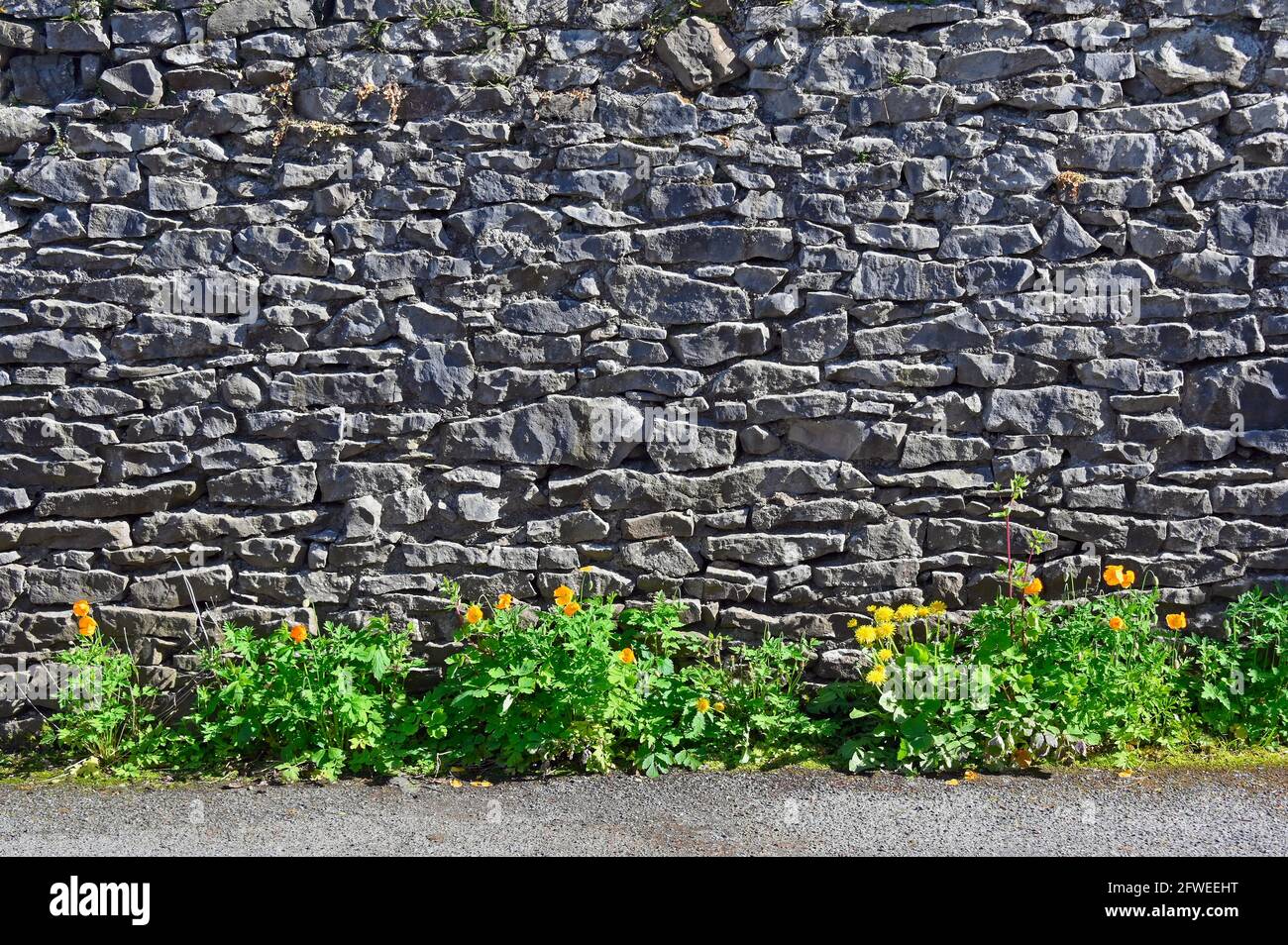 Section of limestone wall with Welsh poppies and dandelions. Monument ...
