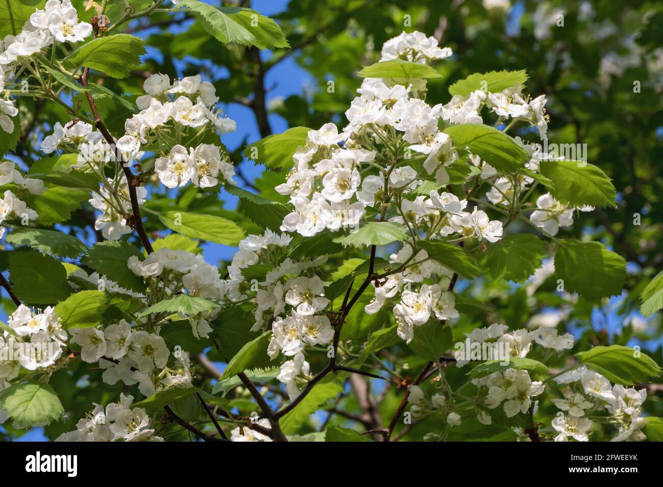 White hawthorn - Crataegus bush, quickthorn, thornapple, May-tree ...