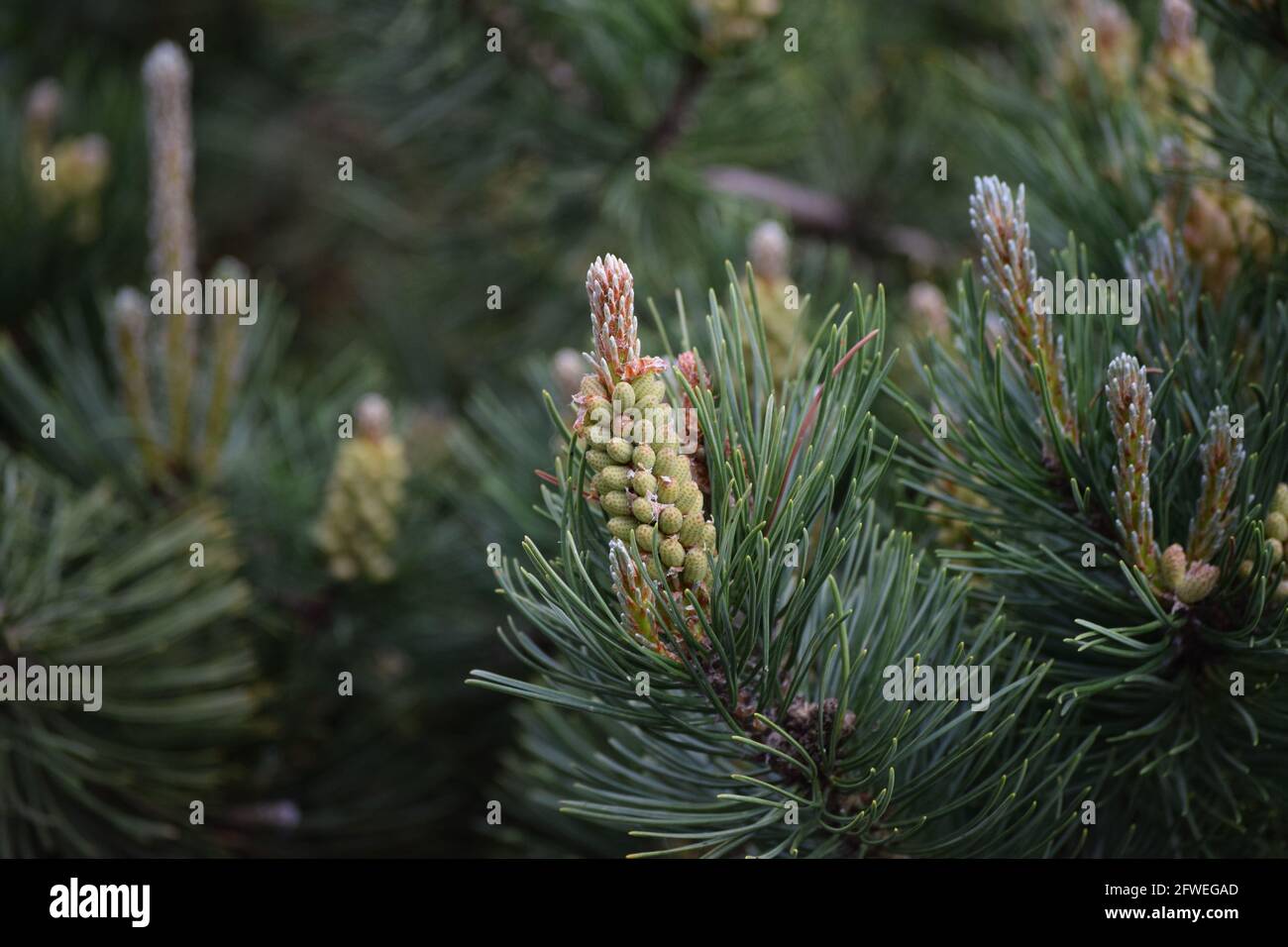 Vigorous branch hi-res stock photography and images - Alamy