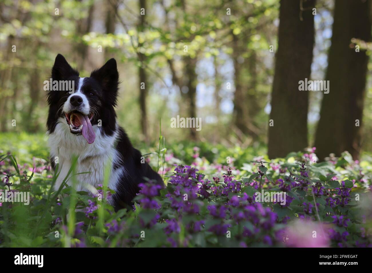 Adorable Border Collie with Tongue Out Sits in Lamium in Forest. Cute ...