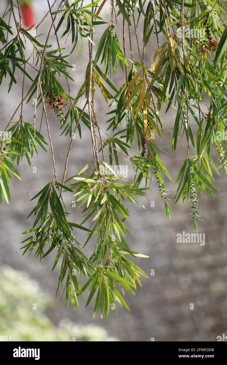 Formosan juniper hi-res stock photography and images - Alamy