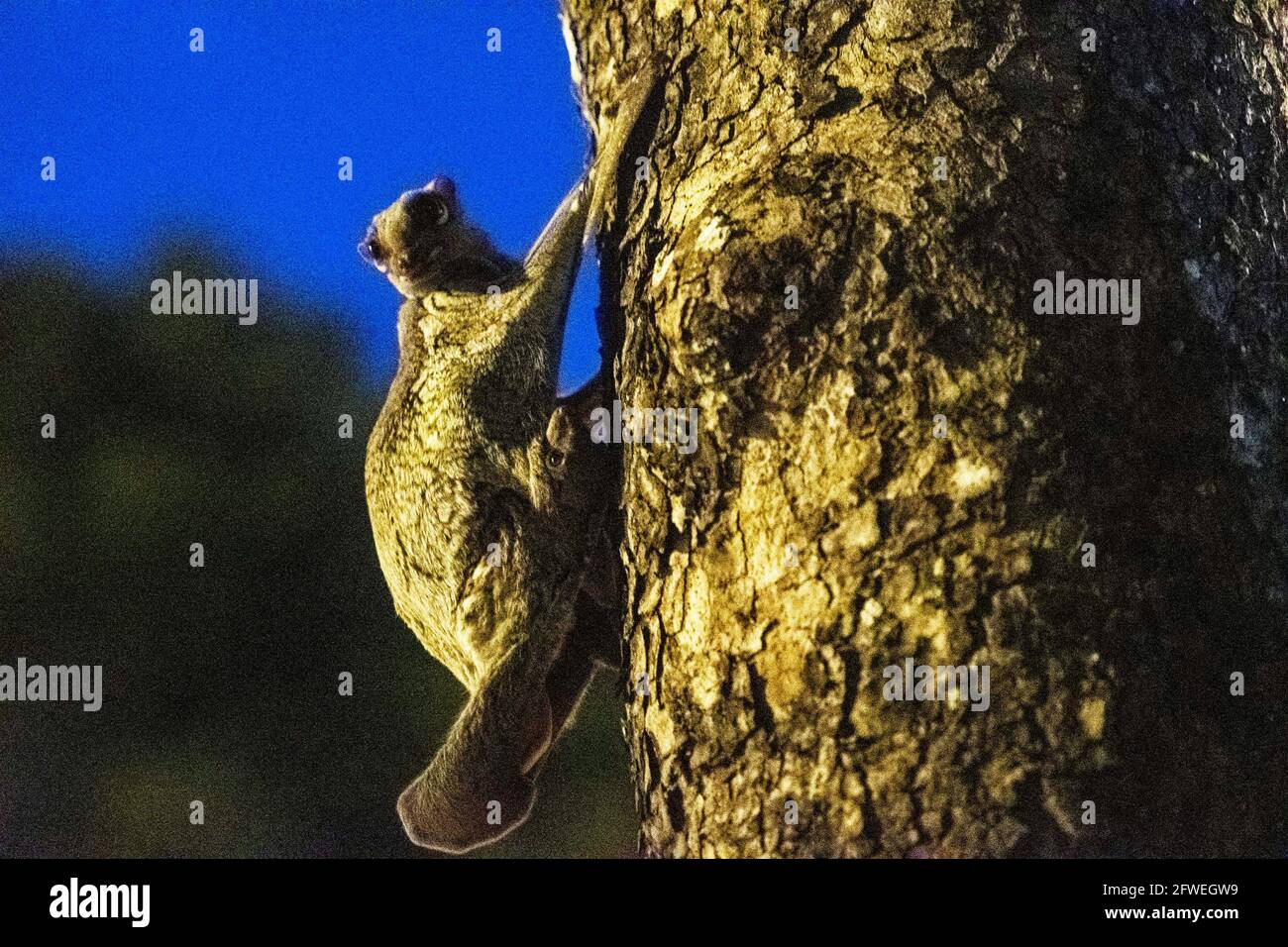 Colugo young hi-res stock photography and images - Alamy