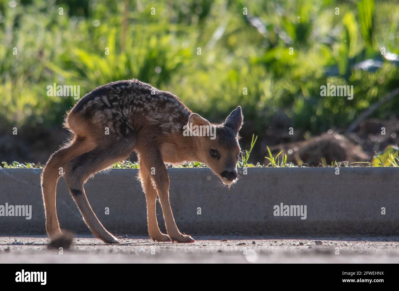 Baby roe deer hi-res stock photography and images - Alamy