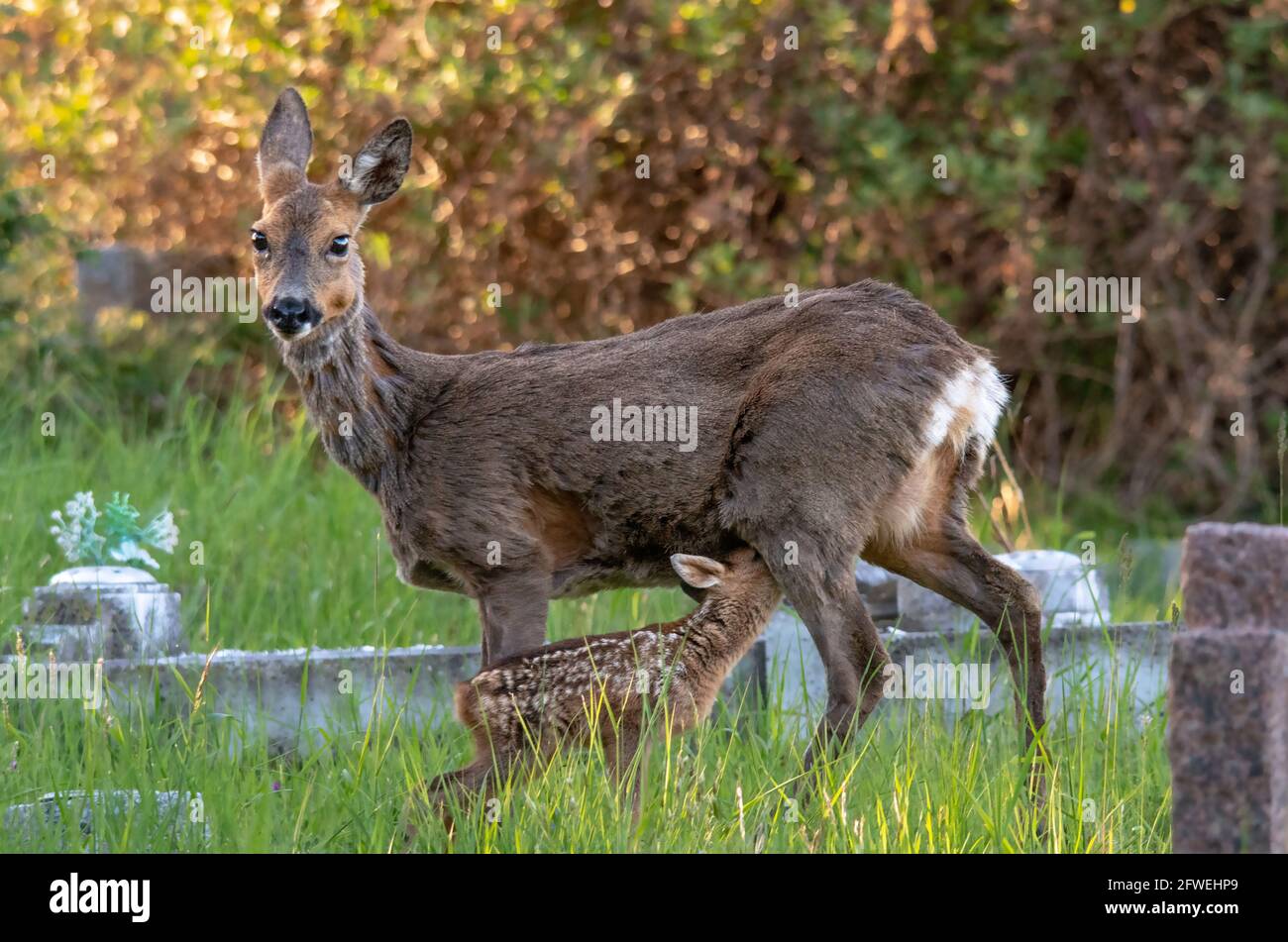 Baby roe hi-res stock photography and images - Alamy
